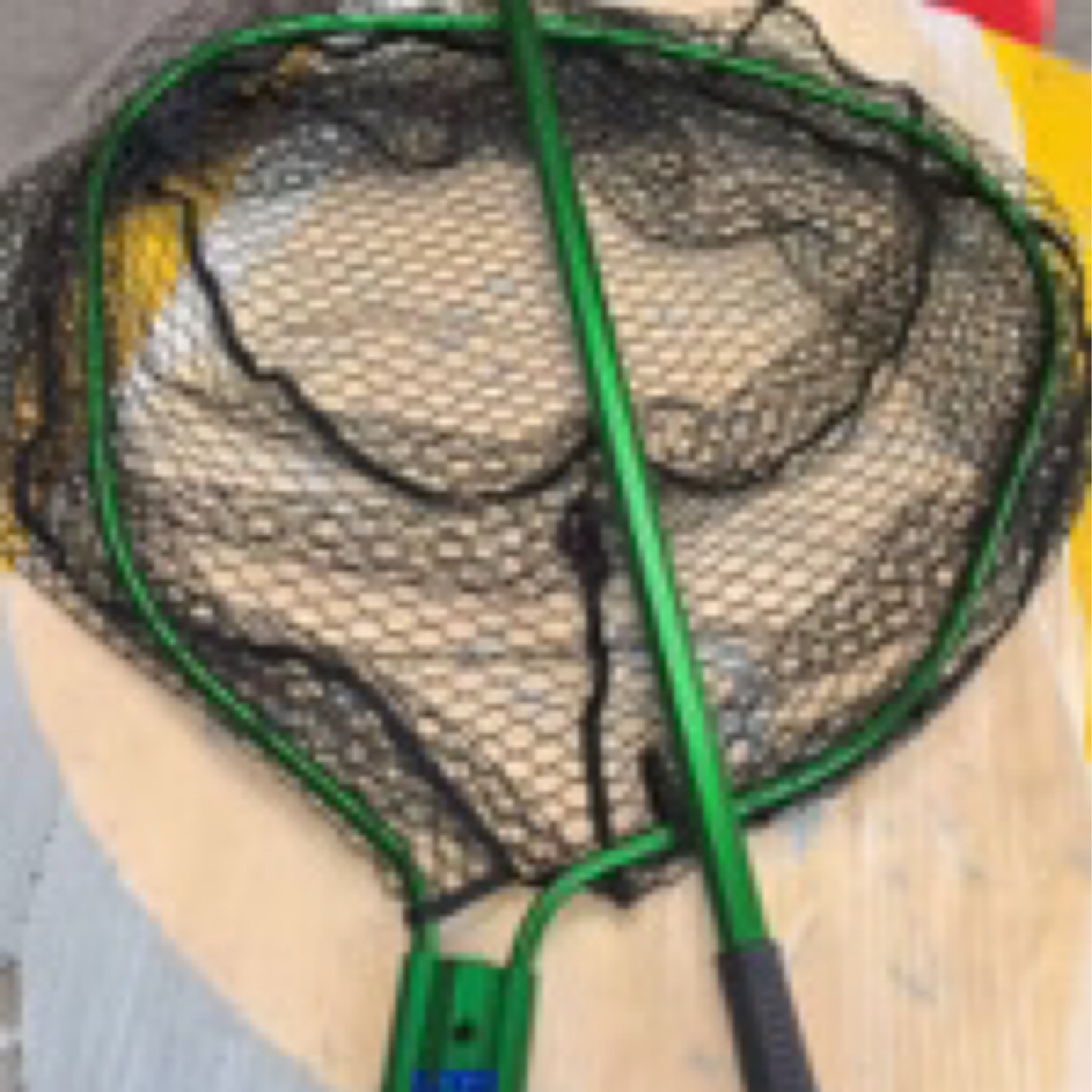 LAO Catfish Net | Legacy Angler Outfitters